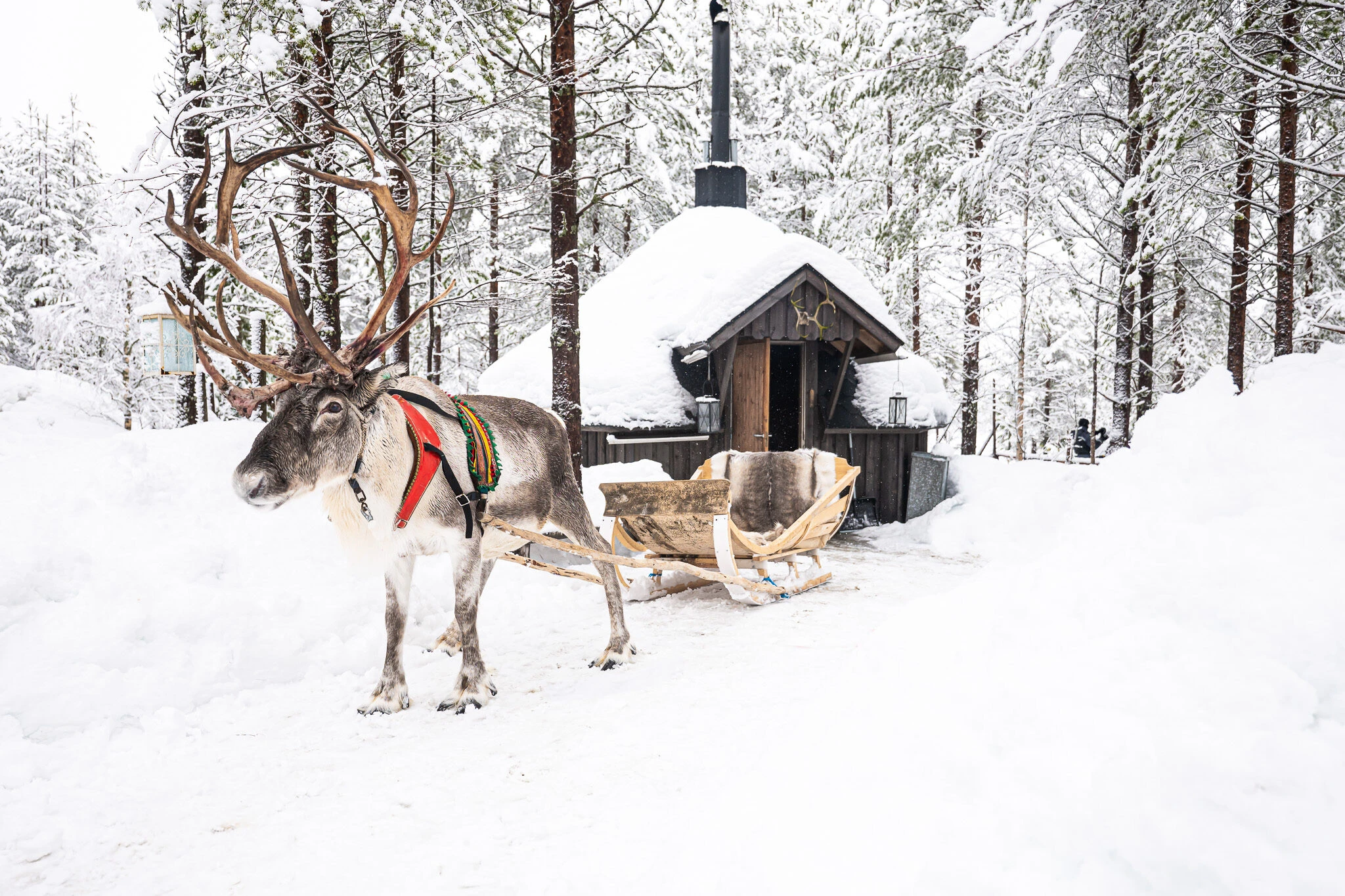 Reindeer farm visit - Arctic Guesthouse & Igloos