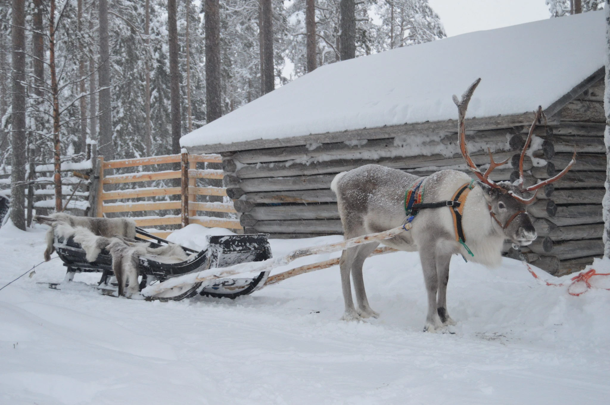 A Day at the Reindeer Farm including Reindeer and Snowmobile Sleigh ...